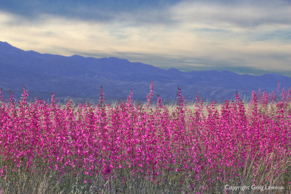 In The Pink – Greg Lawson Galleries - Art Tasting Room